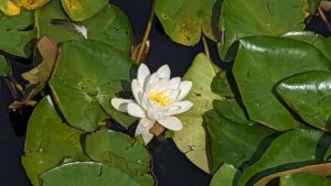 Ordinary Mind Zen Brisbane